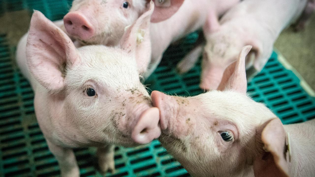 Billigfleisch muss aus den Regalen verschwinden - 3sat-Mediathek