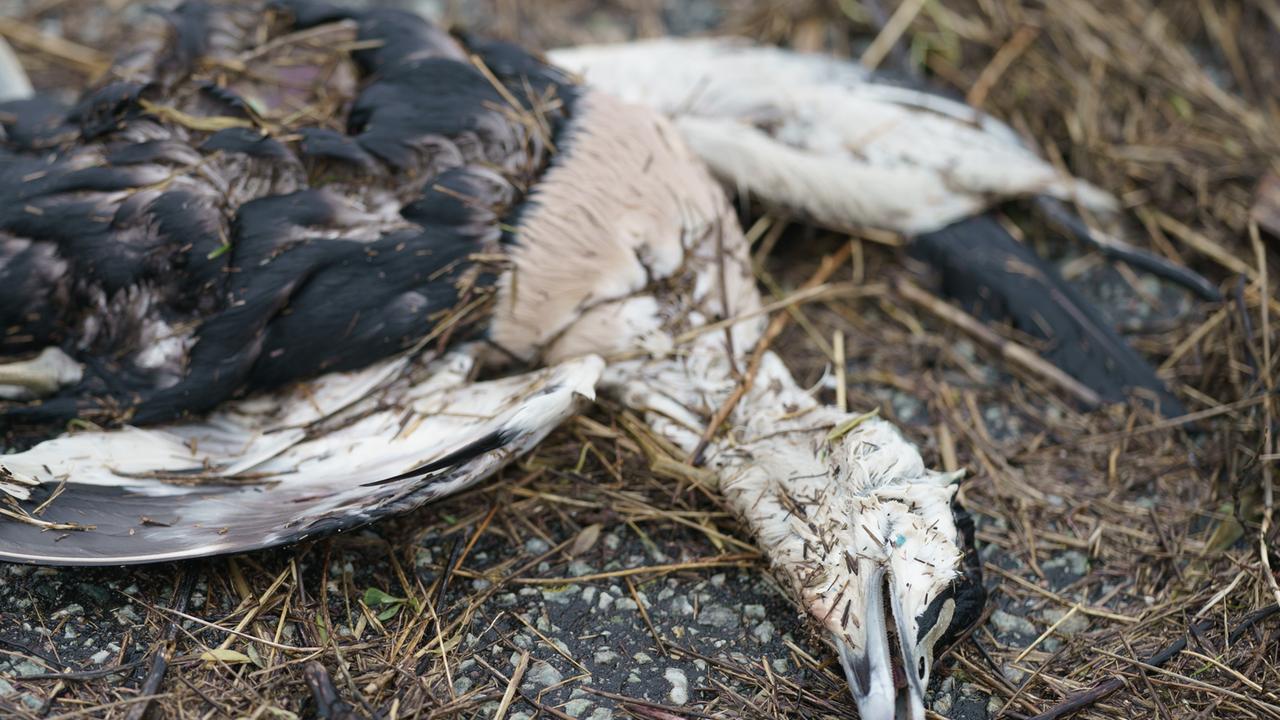 Vogelgrippe in den USA - Wie gefährlich ist sie? - 3sat-Mediathek