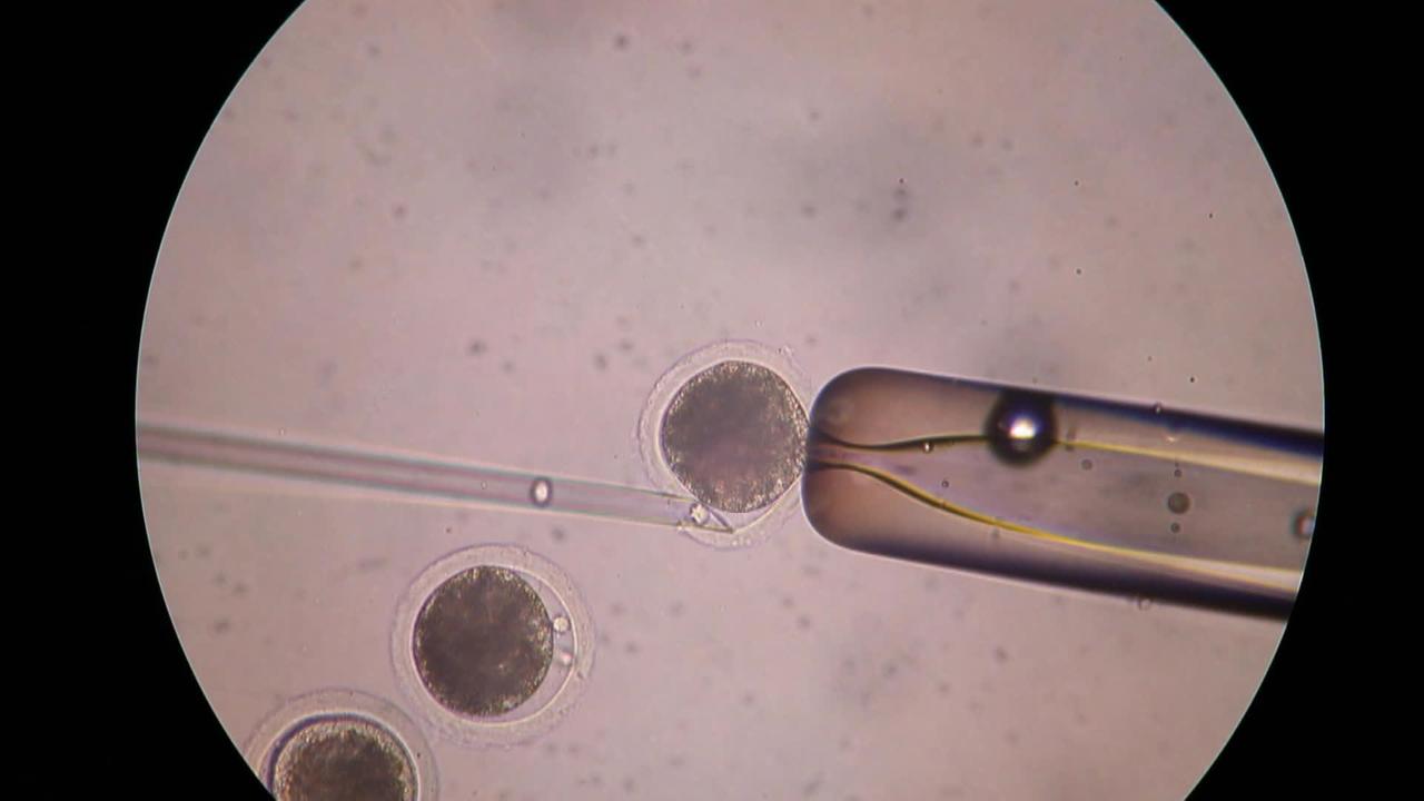 Therapeutisches Klonen - 3sat-Mediathek