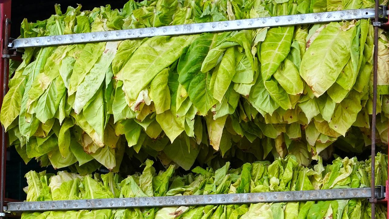 Tobacco free farms - Weg vom Tabak - 3sat-Mediathek