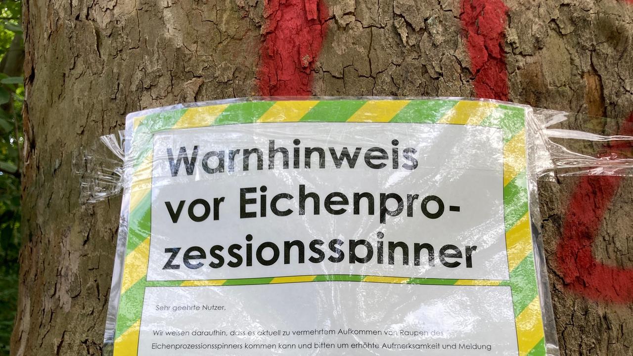 Pilze gegen eine lästige Raupe - 3sat-Mediathek