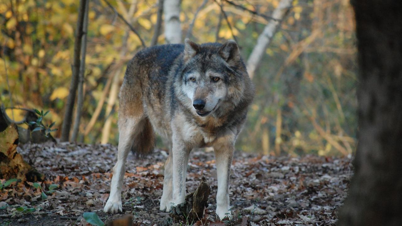 NANO vom 24. Oktober 2022: Der Wolf ist zurück in unseren Wäldern ...