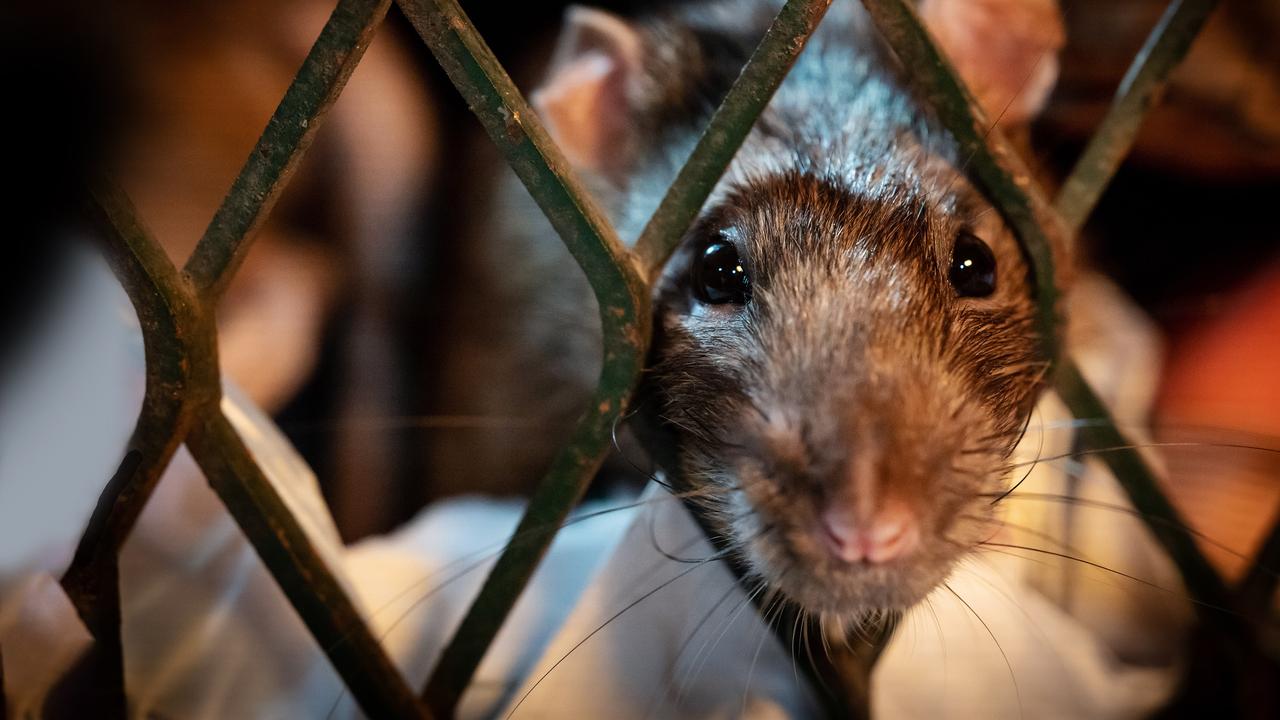 Doku: Das erstaunliche Leben der Ratten - 3sat-Mediathek