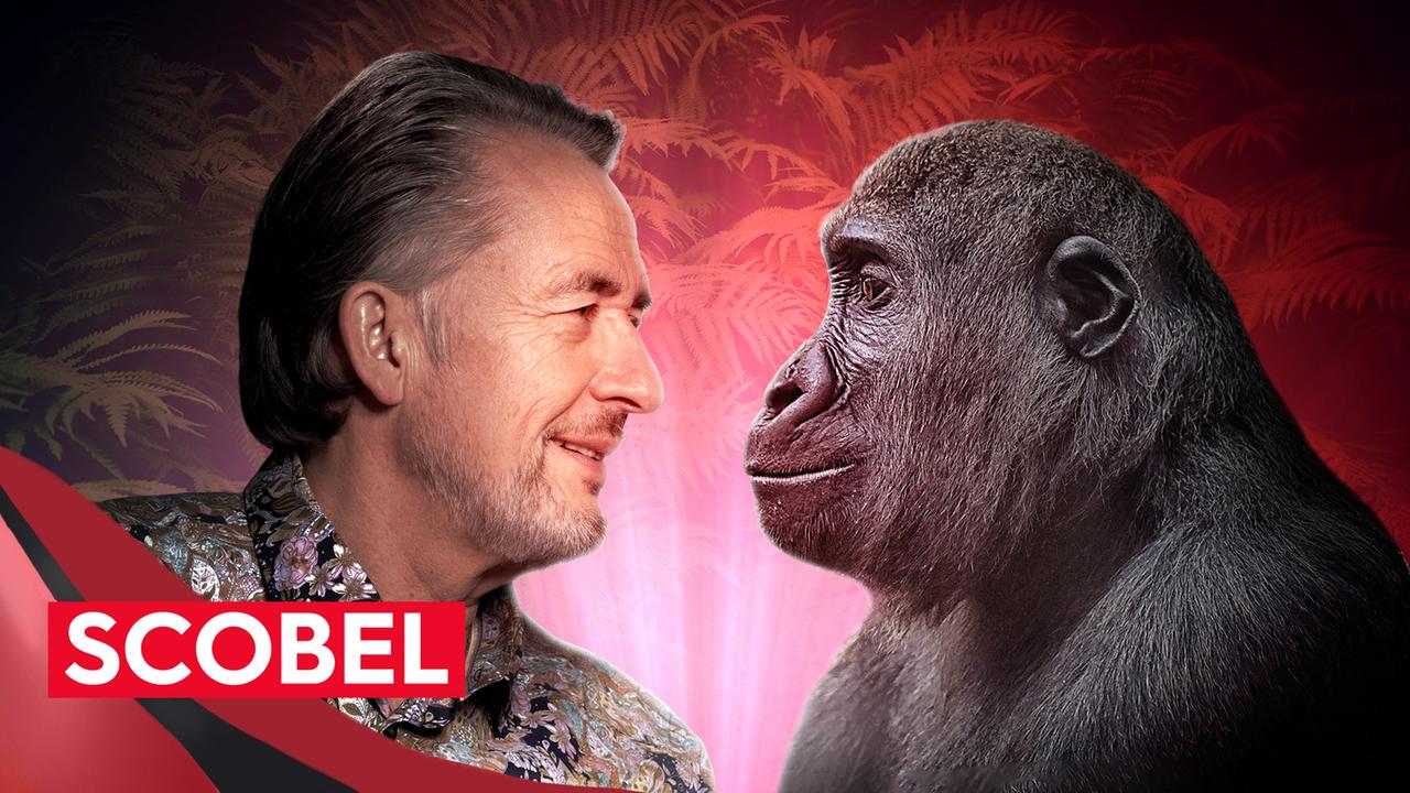 scobel: Evolution des Handelns - 3sat-Mediathek