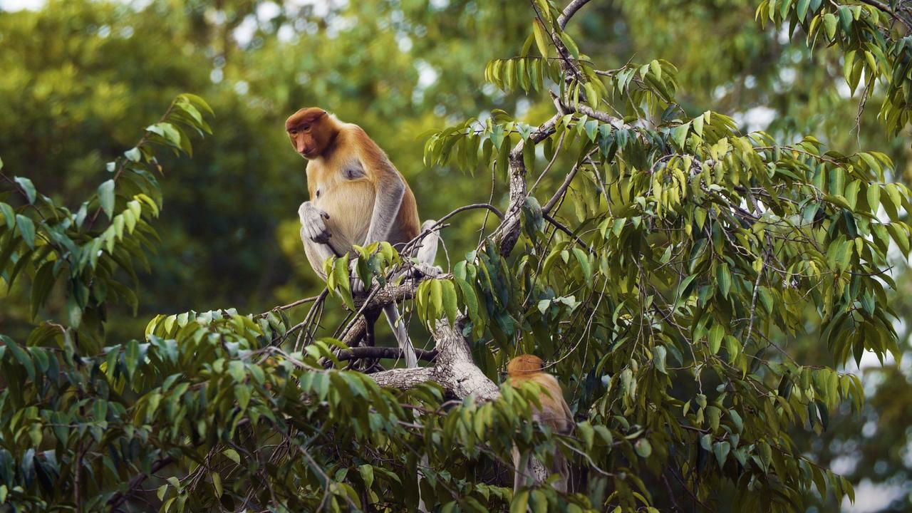 Regenwald Revival Aufforstung und Naturschutz in den Tropen - 3sat-Mediathek