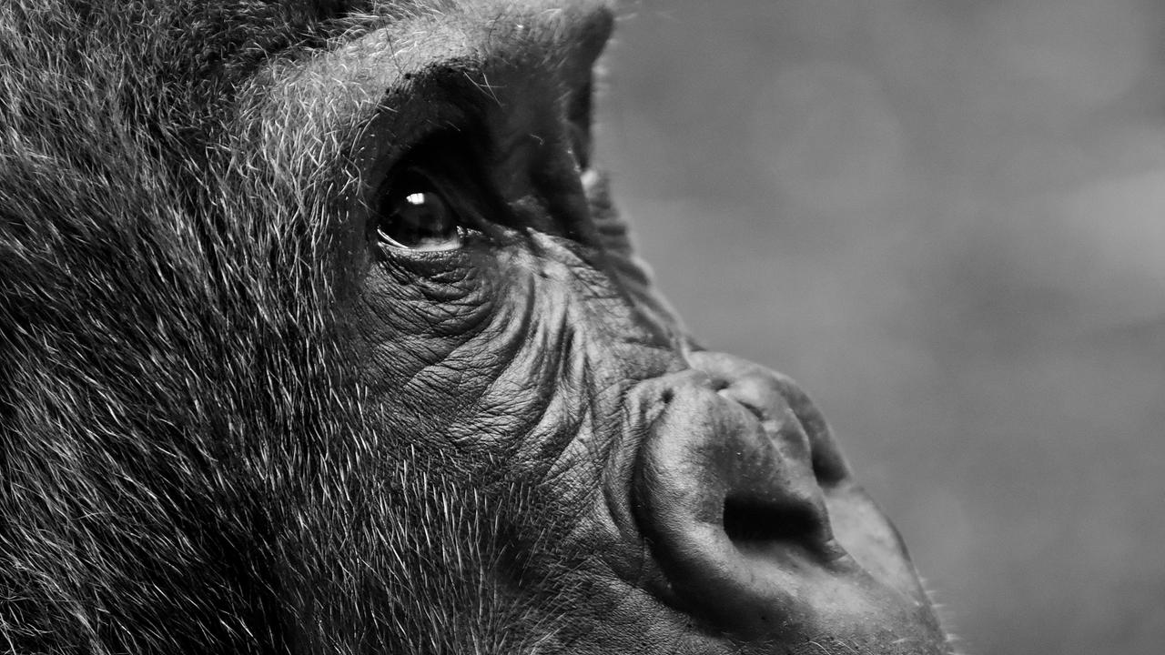 Elstners Reisen: Die Retter der Gorillas - 3sat-Mediathek