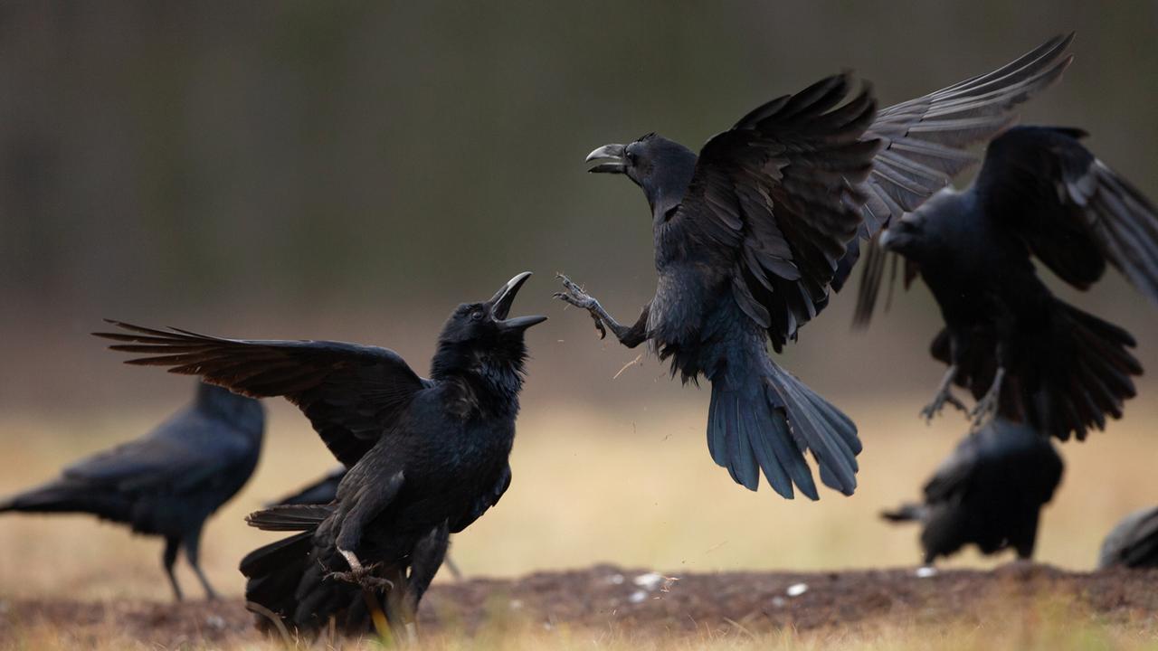 Fabelhafte Artgenossen - Der Rabe - 3sat-Mediathek