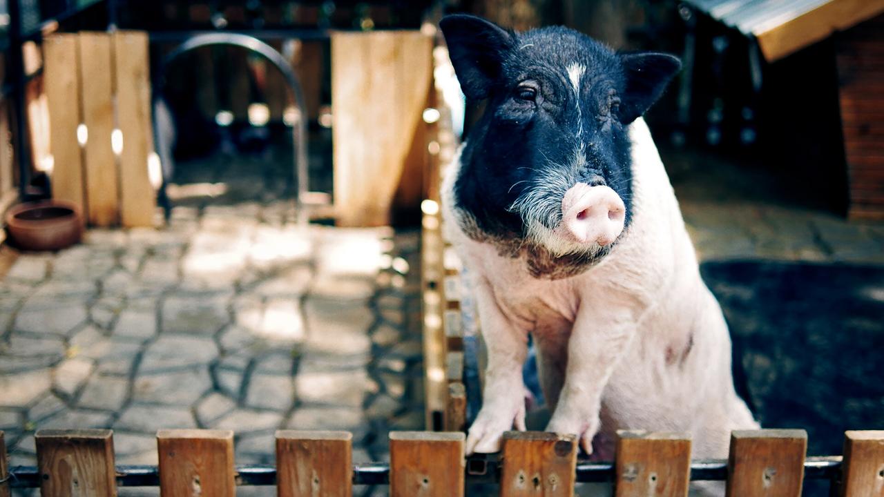 Fabelhafte Artgenossen: Das Schwein - Kurzprogramm - 3sat-Mediathek